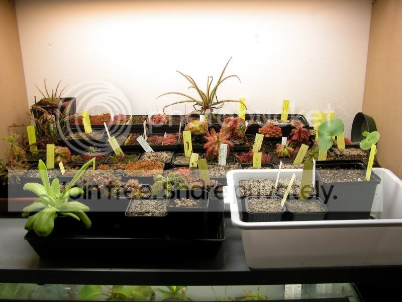 My new basement setup... - Carnivorous Plants in Cultivation ...