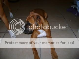 worms in stool and coughing | Boxer Breed Dog Forums
